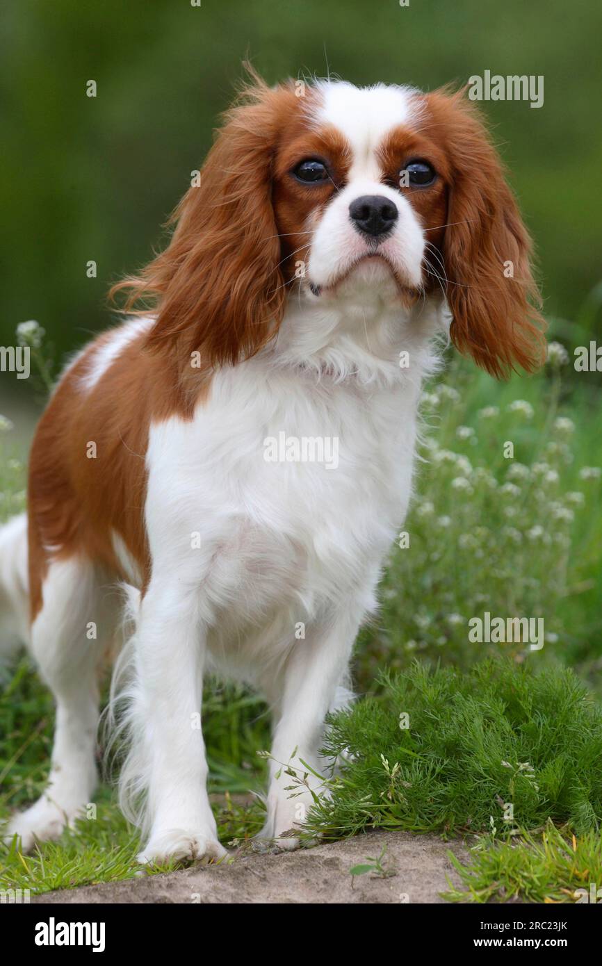 Blenheim cavalier king charles spaniel hi-res stock photography and ...
