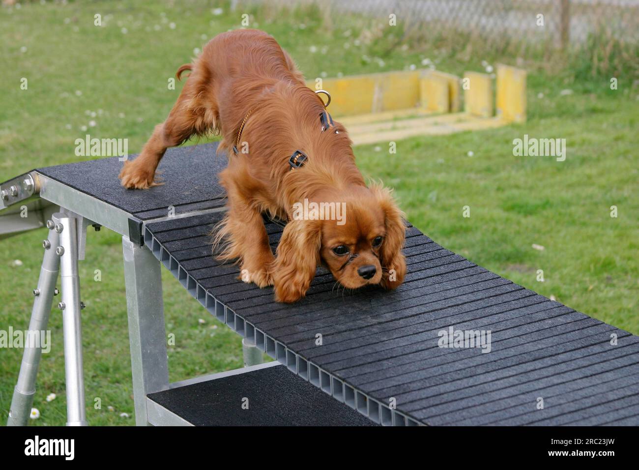 Cautious hi-res stock photography and images - Alamy