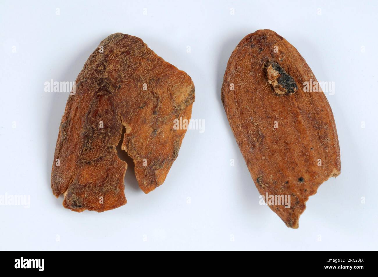 Cocoa shells (Cortex Cacao) (Theobroma cacao), theobromine, exempt ...