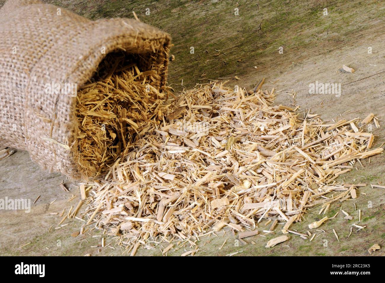 Taiga root (Radix Eleutherococci), devil's bush, prickly panax ...