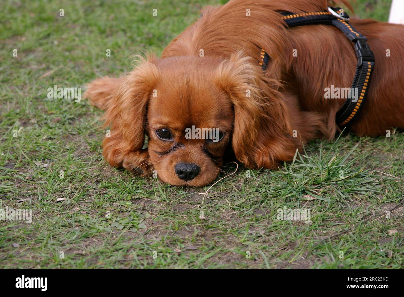 Cavalier King Charles Spaniel, ruby red Stock Photo - Alamy