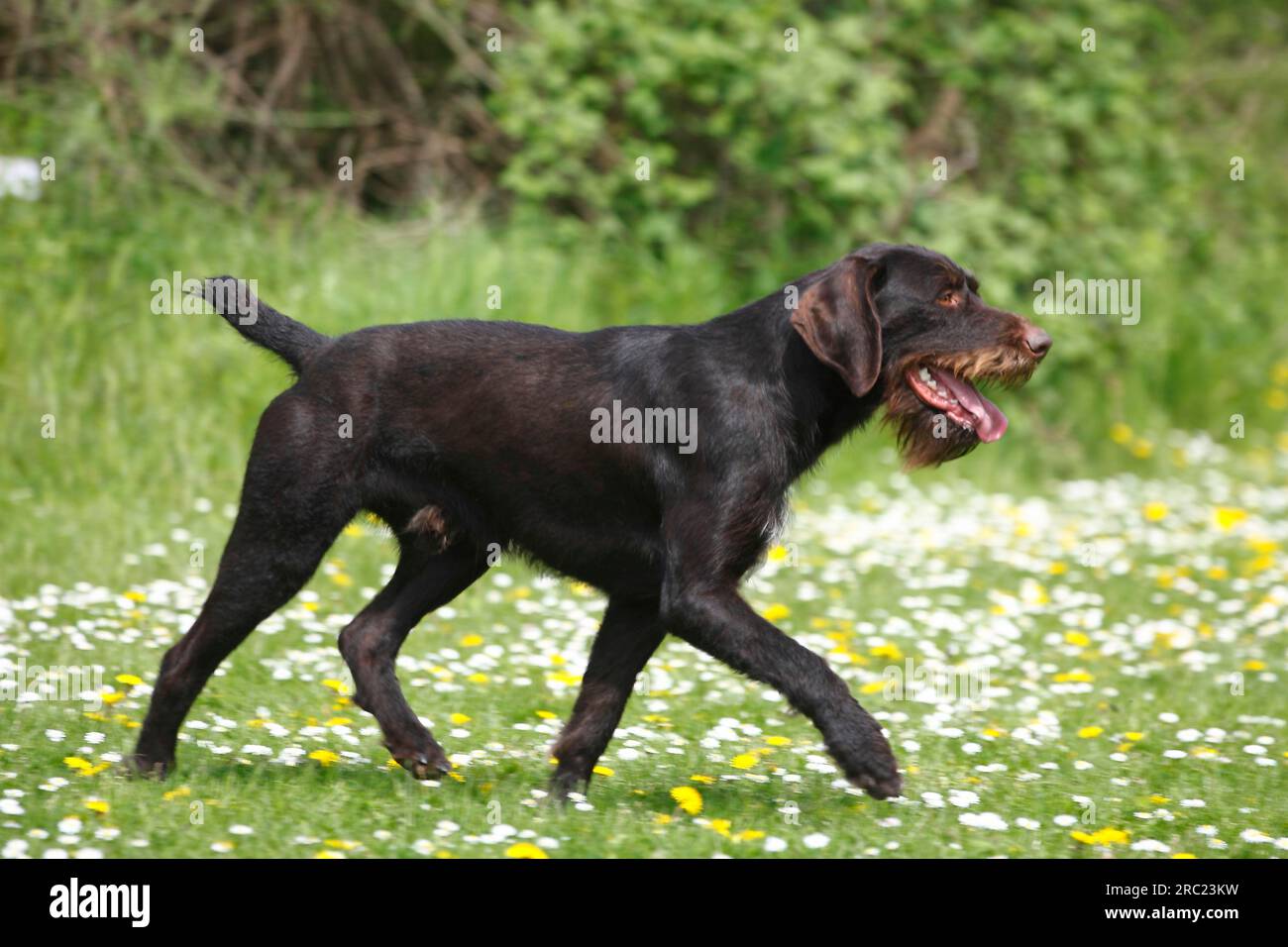 German wirehair pointer hi-res stock photography and images - Alamy