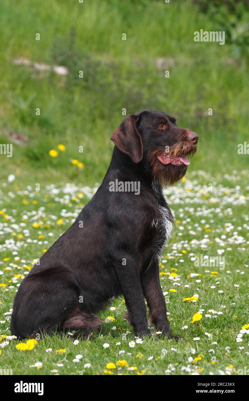 German Wirehair, German Wirehaired Pointing Dog Stock Photo - Alamy