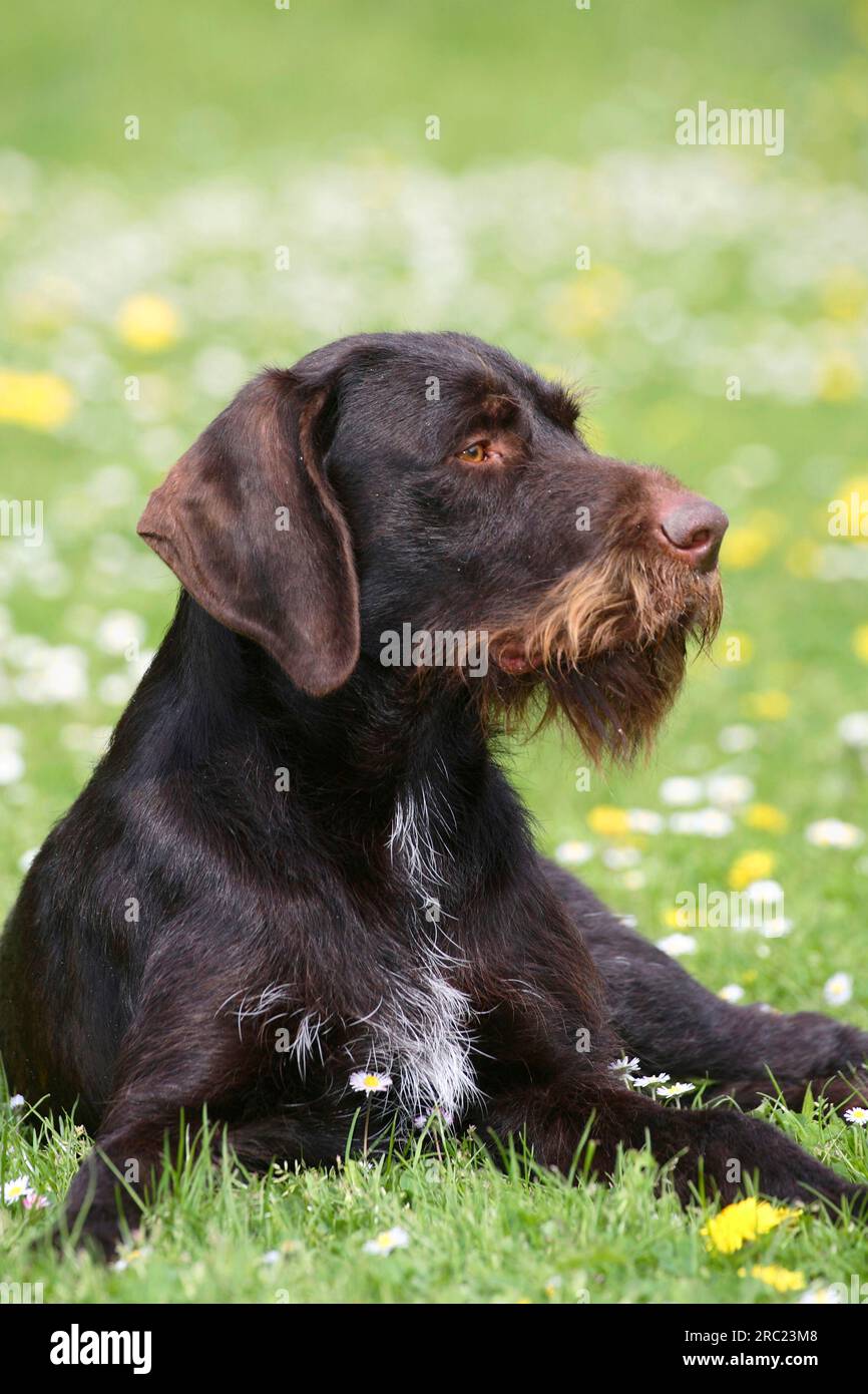 German Wirehair, German Wirehaired Pointing Dog Stock Photo - Alamy
