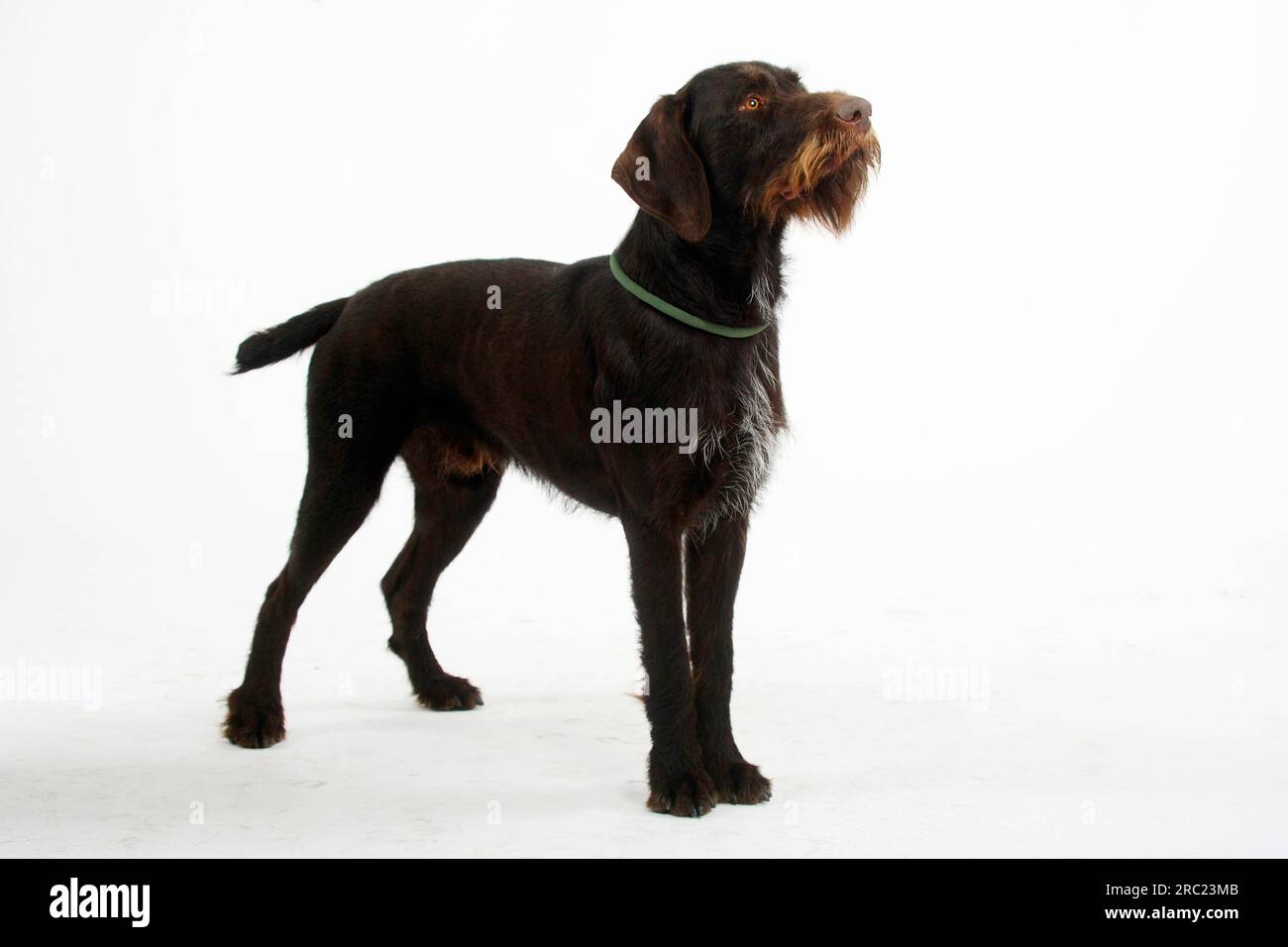German wirehair pointer hi-res stock photography and images - Alamy