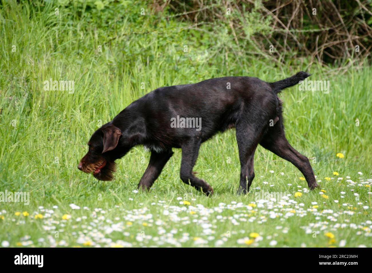 Docked tail dog hi-res stock photography and images - Alamy