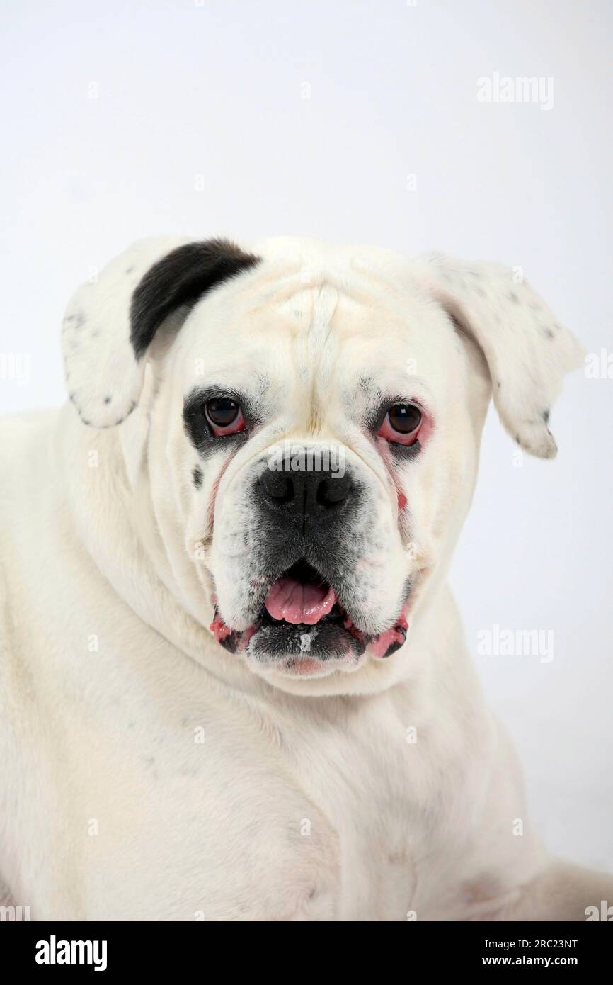 White German Boxer Stock Photo - Alamy