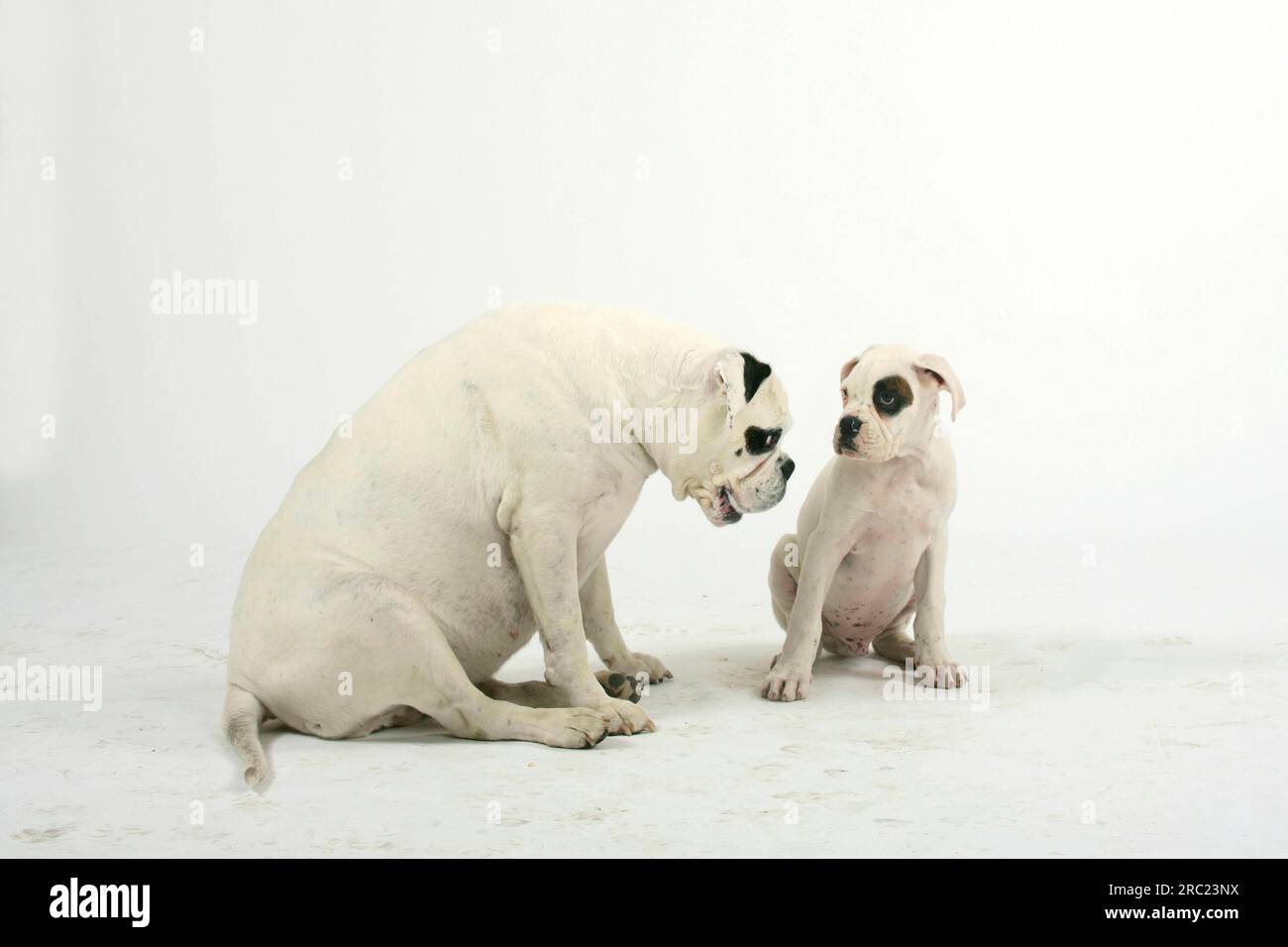 White German Boxer with puppy, 10 weeks Stock Photo - Alamy