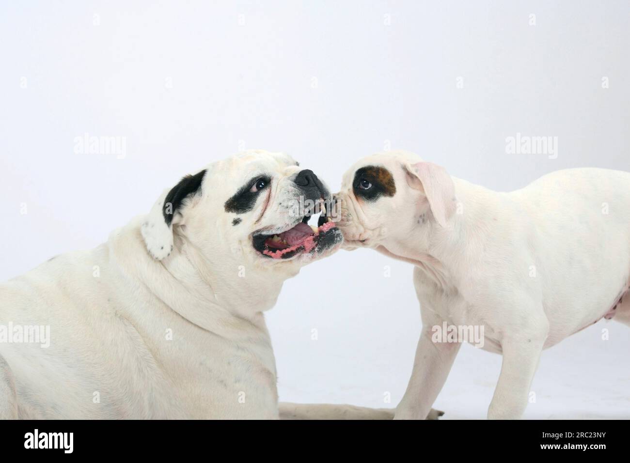 White German Boxer with puppy, 10 weeks Stock Photo - Alamy