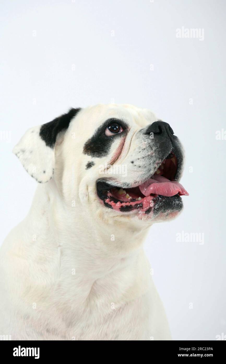 White german boxer dog hi-res stock photography and images - Alamy