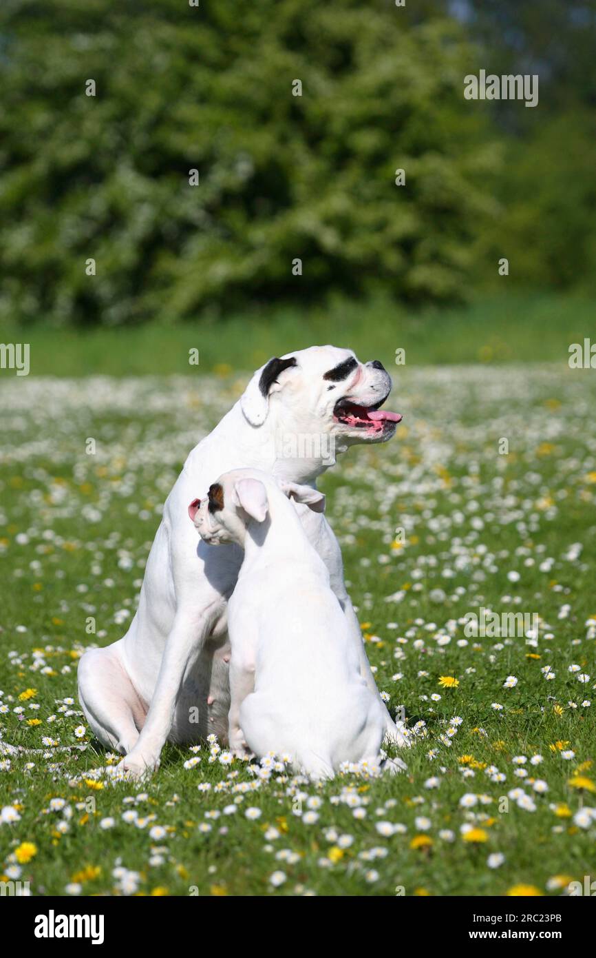 White German Boxer with puppy, 10 weeks Stock Photo - Alamy