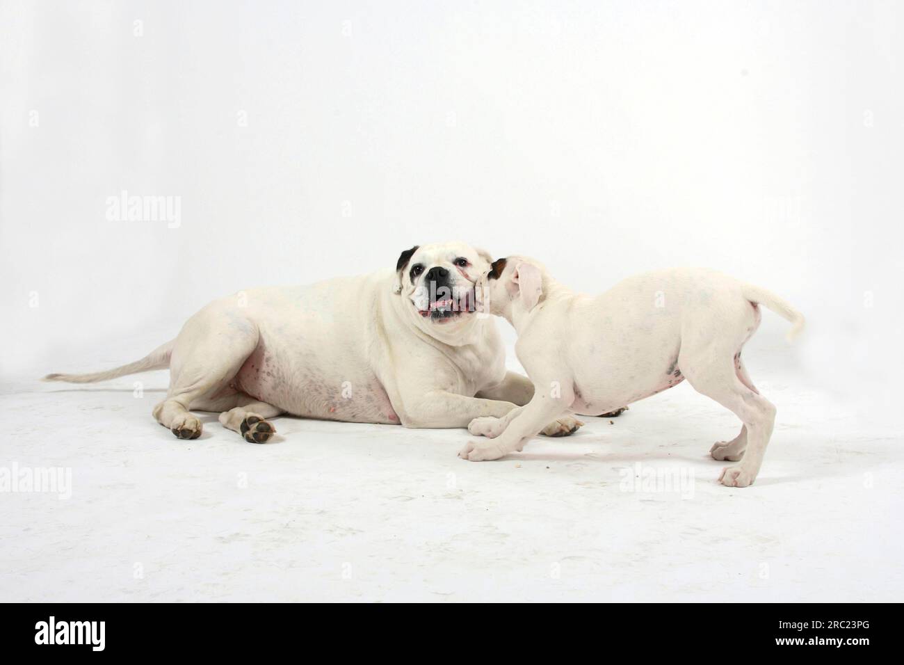 White German Boxer with puppy, 10 weeks Stock Photo - Alamy
