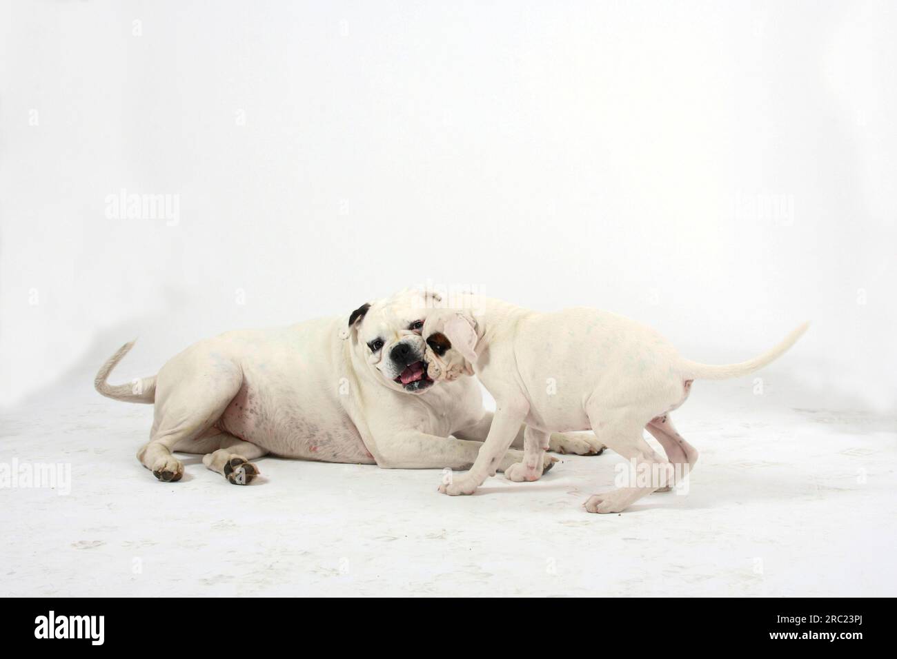 White German Boxer with puppy, 10 weeks Stock Photo - Alamy