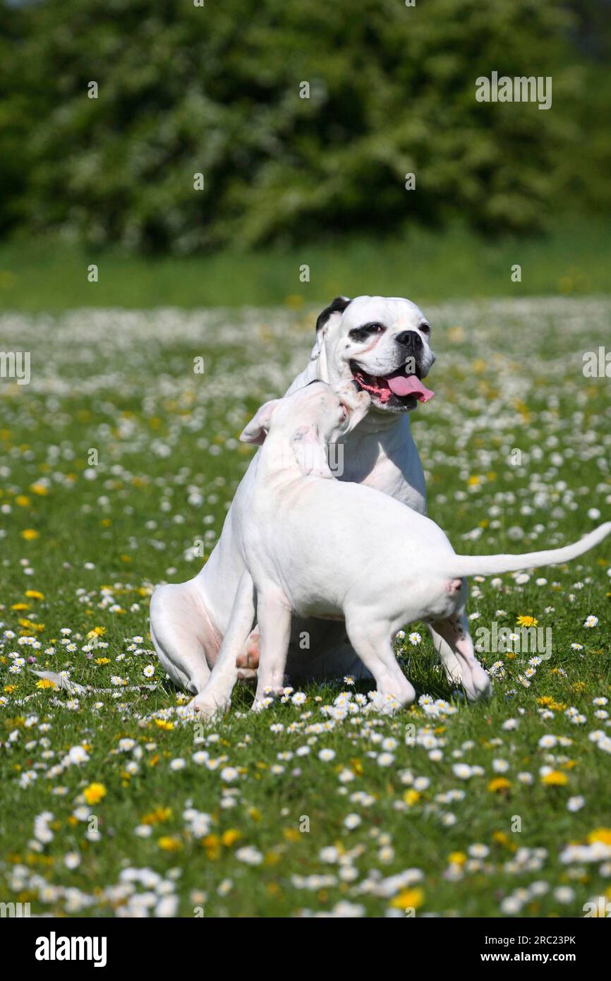 White German Boxer with puppy, 10 weeks Stock Photo - Alamy