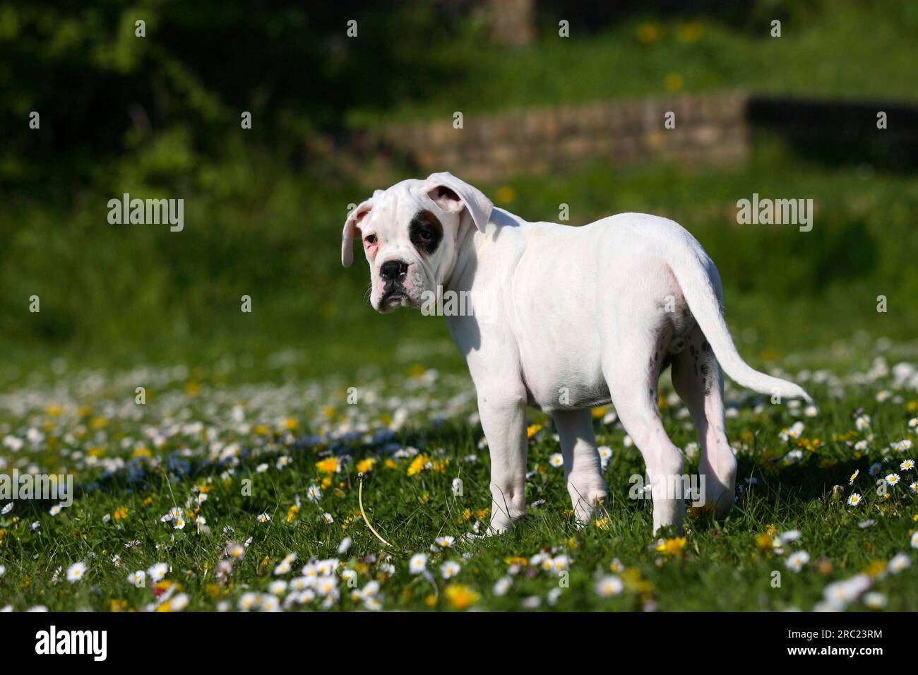 White German Boxer, puppy, 10 weeks Stock Photo - Alamy