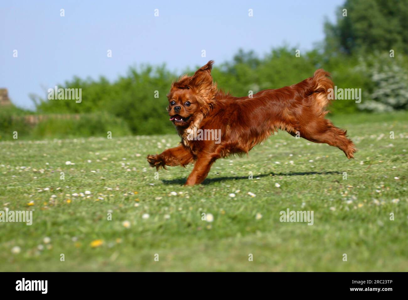 Cavalier King Charles Spaniel, ruby red, 10 months, side Stock Photo ...