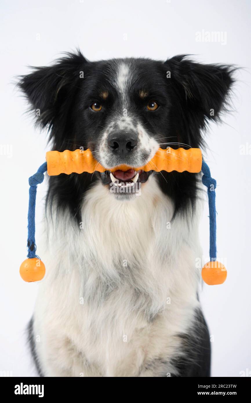 Australian shepherd head front view hi-res stock photography and images ...