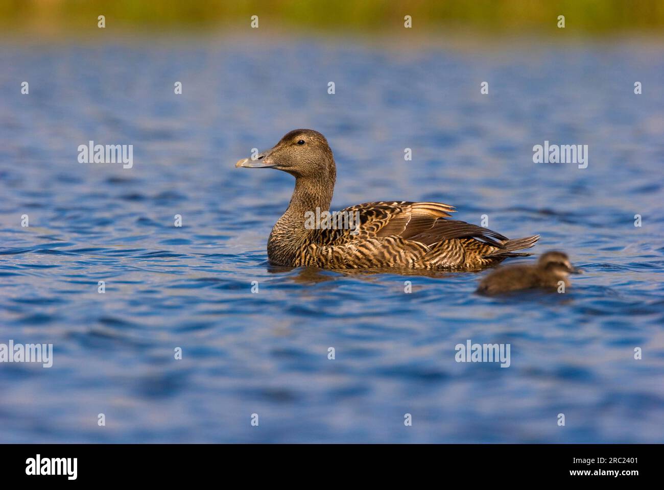 Eider chick hi-res stock photography and images - Alamy