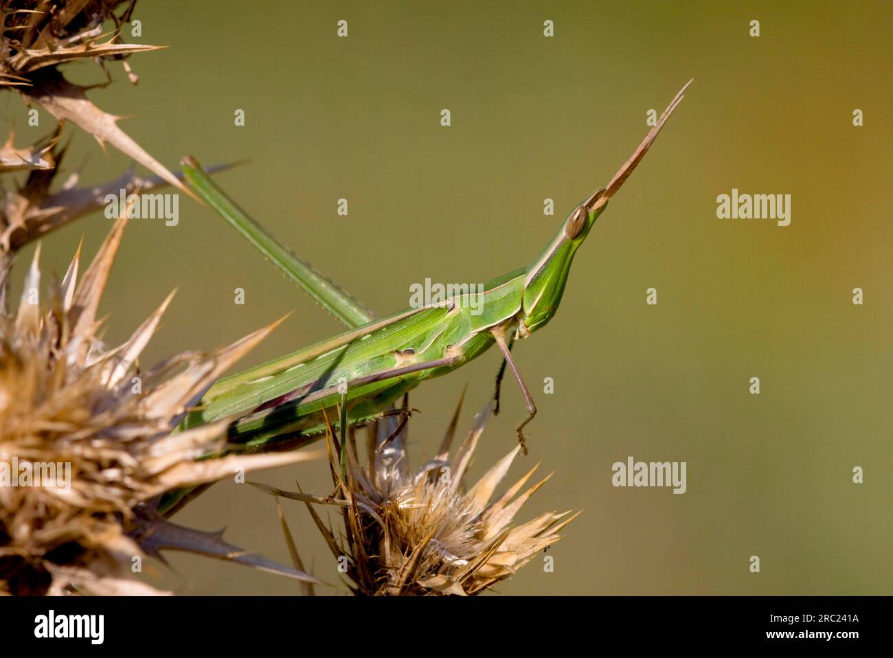 Mediterranean Slant-faced Grasshopper (Acrida ungarica), Greece Stock ...