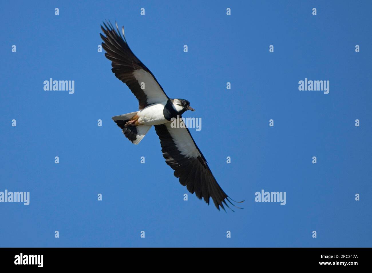 Northern lapwing texel hi-res stock photography and images - Alamy