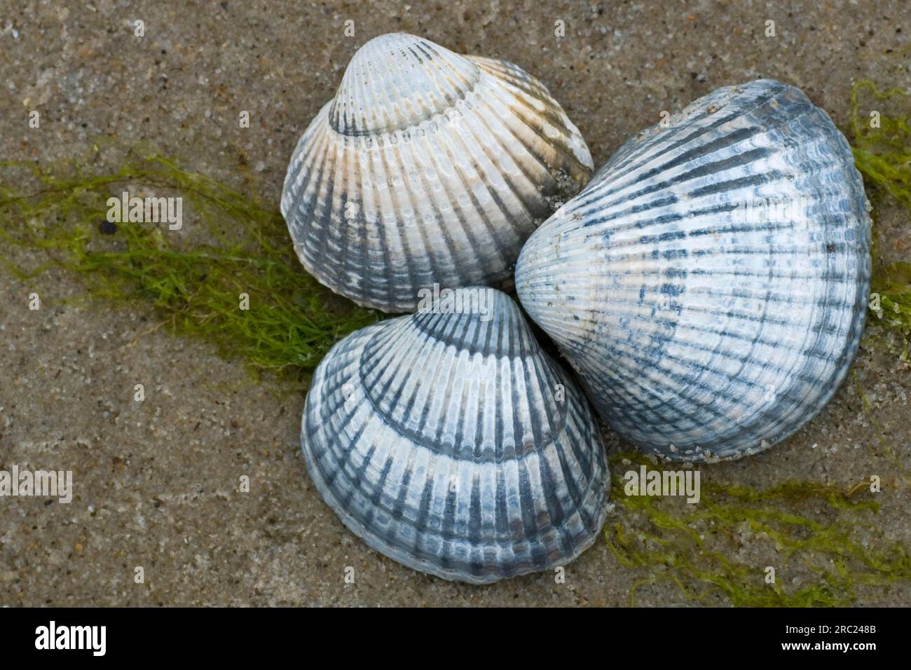 Cockles, mussel shells, Texel, Netherlands Stock Photo - Alamy