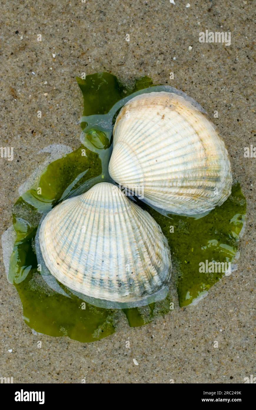 Cockle and mussel shells hi-res stock photography and images - Alamy