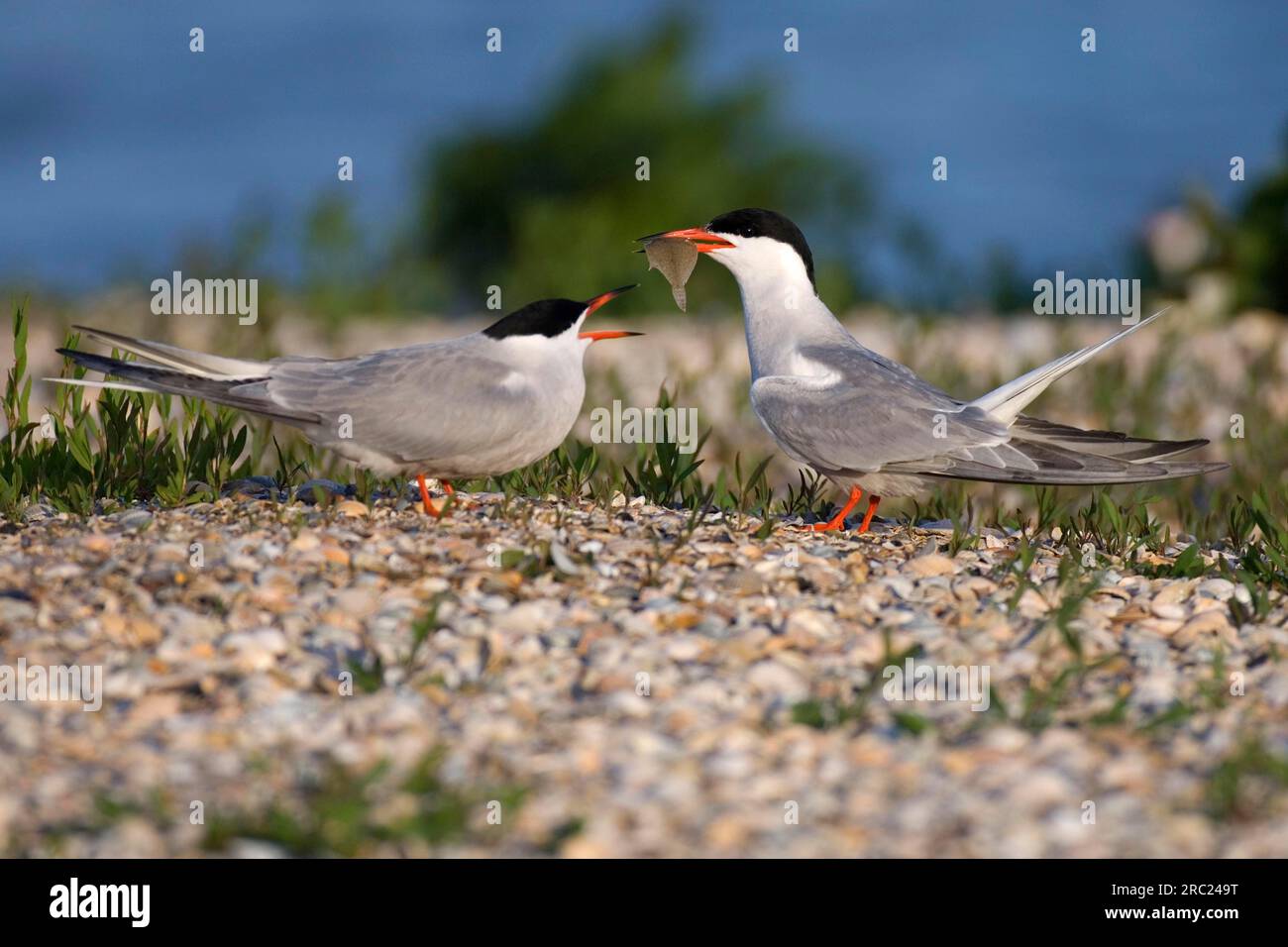 Common terns (Sterna hirundo) , tern, terns, pair, mating with fish, Texel, Netherlands Stock ...