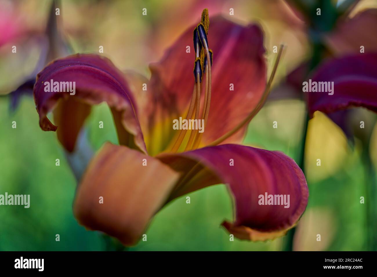 Lush colorful day lily flower close up with drops of water on it Stock ...