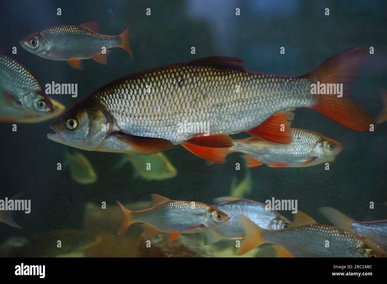 Common rudd (Scardinius erythrophthalmus Stock Photo - Alamy