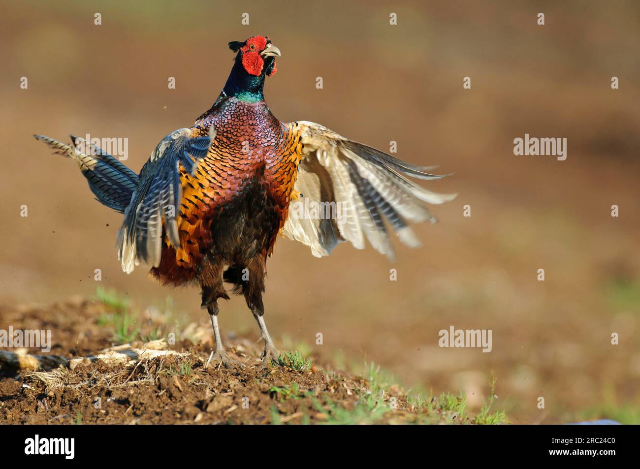 Male pheasant display hi-res stock photography and images - Alamy