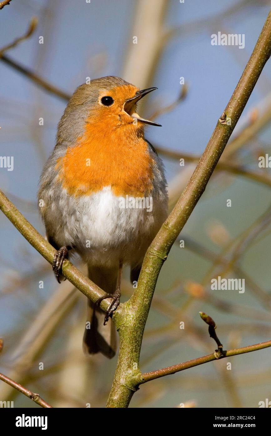 Bird robin face hi-res stock photography and images - Alamy