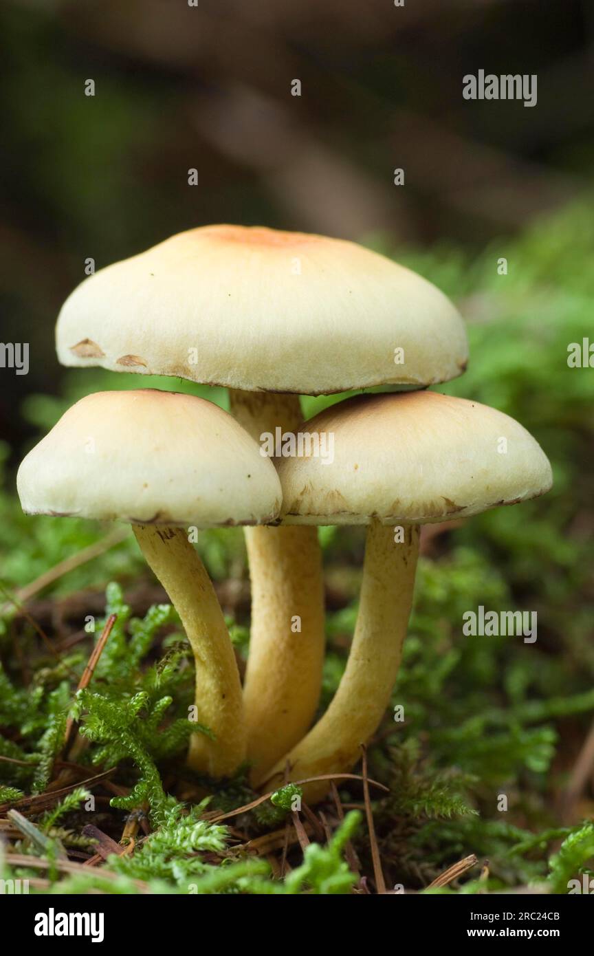 Stockschwaemmchen (Kuehneromyces mutabilis (Galerina mutabilis ...