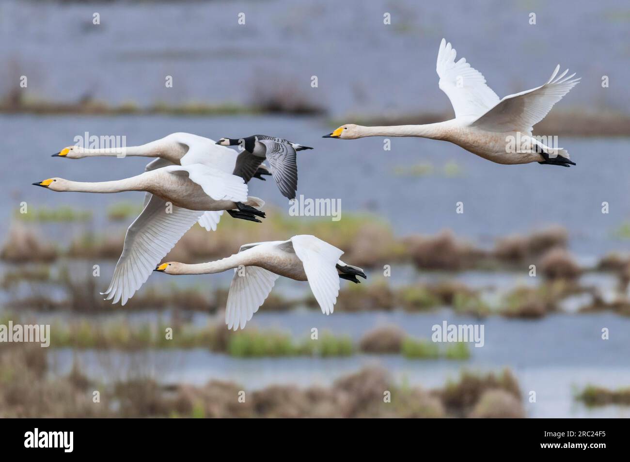 Barnacle goose (Branta leucopsis) and Whooper swans (Cygnus cygnus ...