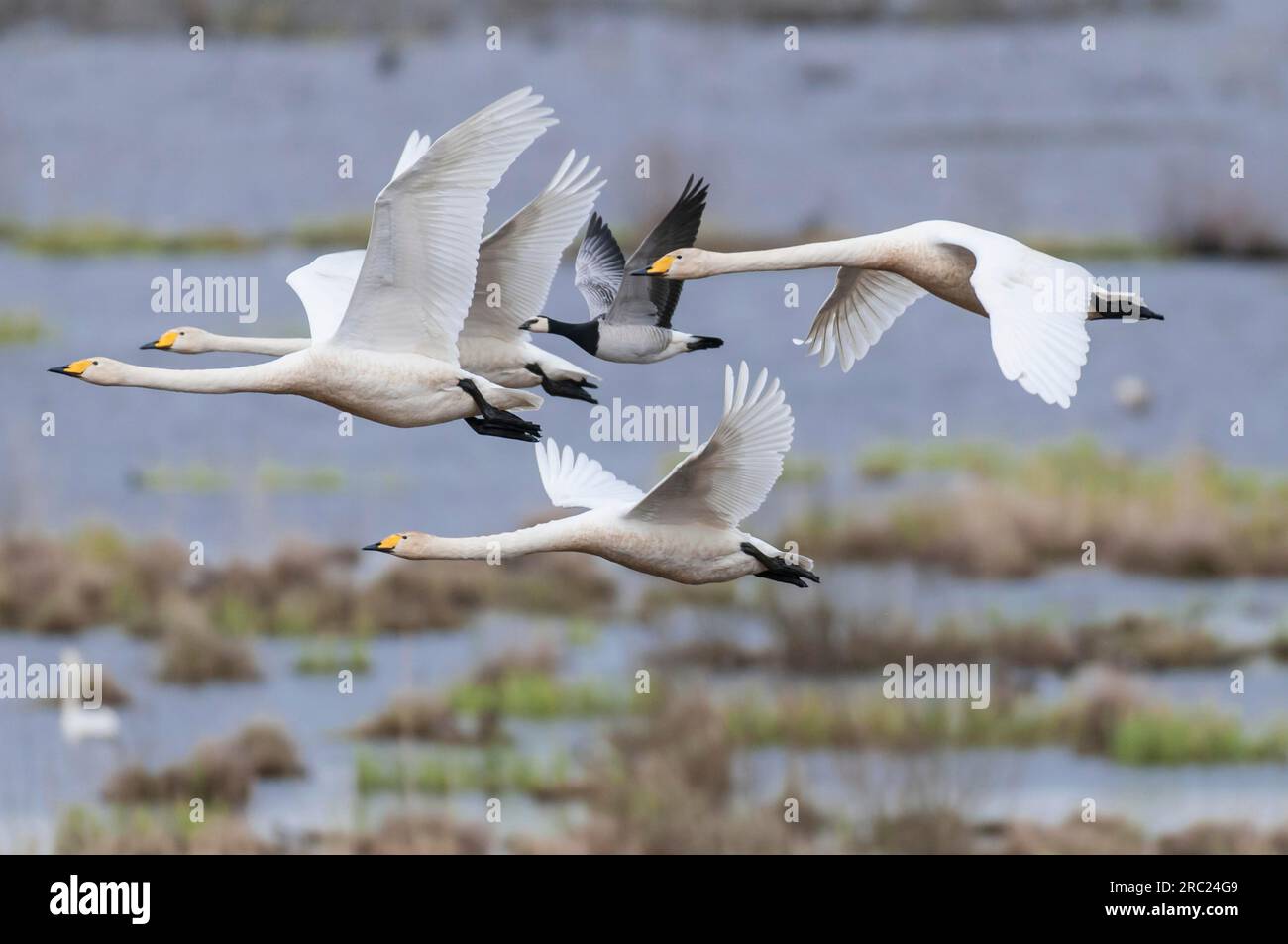 Barnacle goose (Branta leucopsis) and Whooper swans (Cygnus cygnus ...