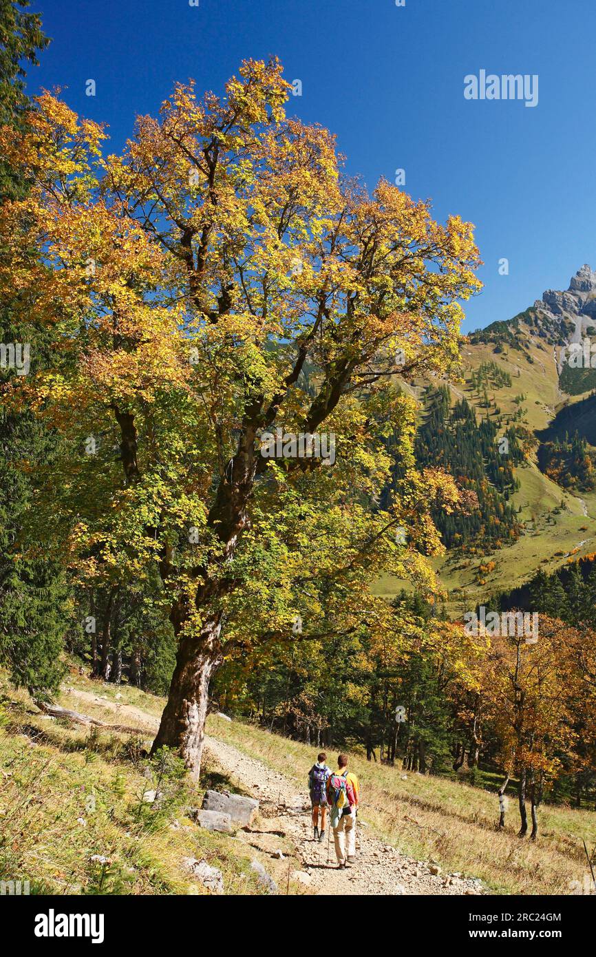 Hiker, Grosser Ahornboden, Karwendel Alpine Park, Tyrol, Austria Stock ...