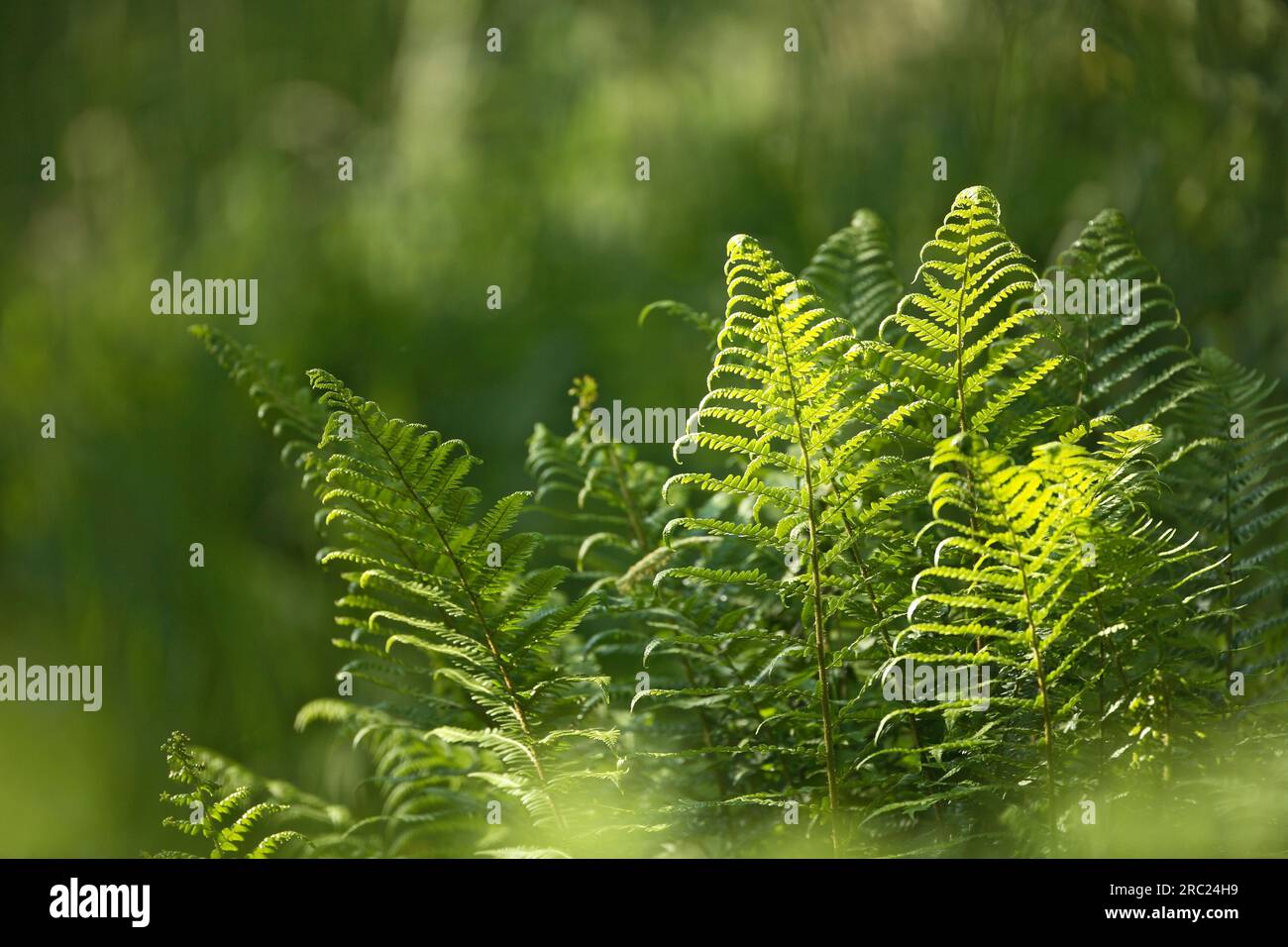 Bracken fern germany hi-res stock photography and images - Alamy