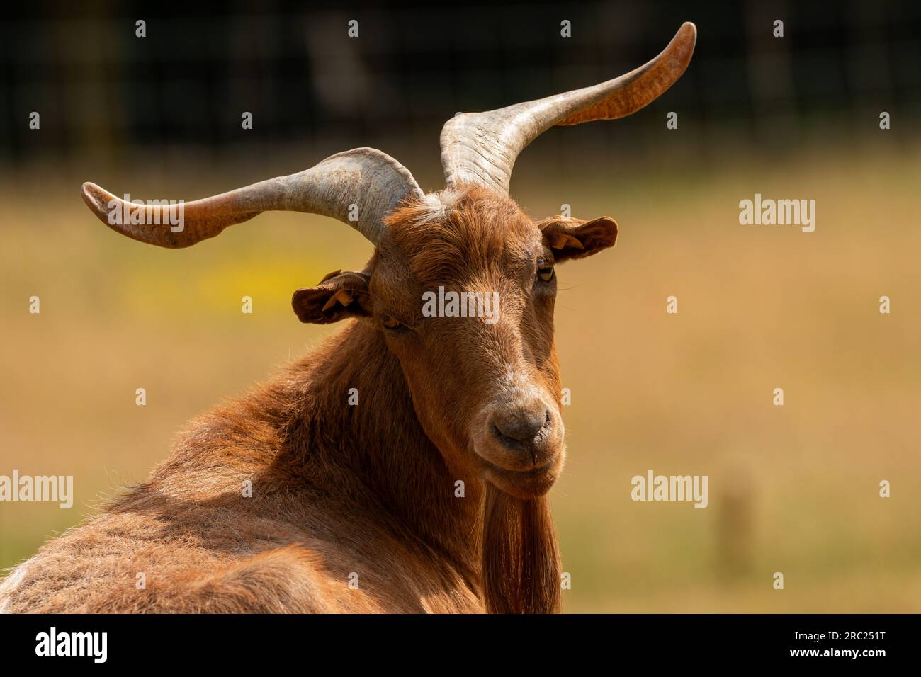 Heritage goat breed hi-res stock photography and images - Alamy