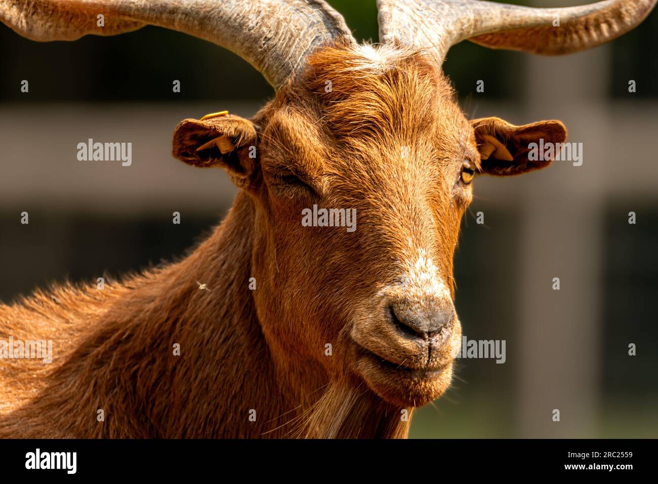 Goat with curly horns hi-res stock photography and images - Alamy
