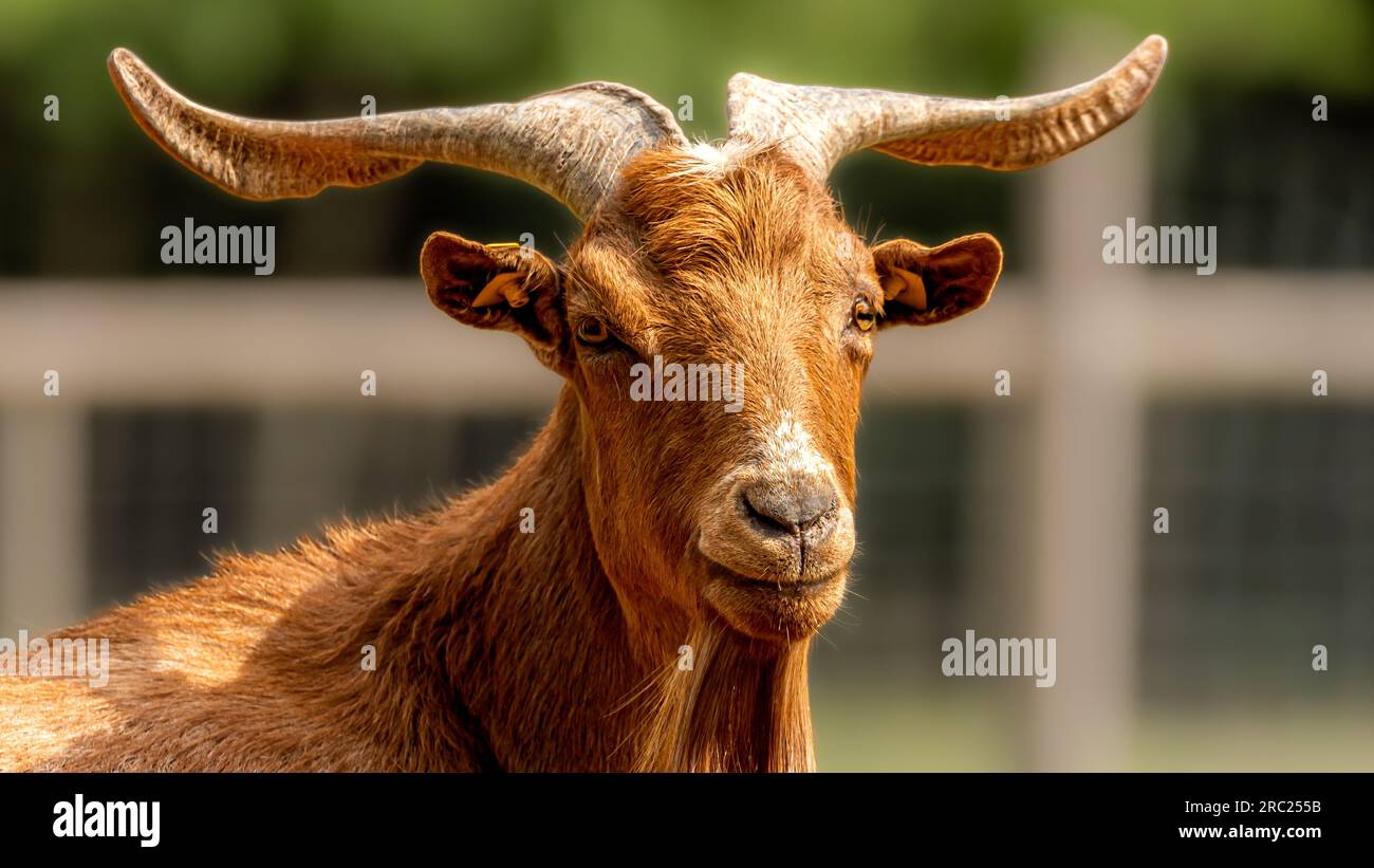 Goat with curly horns hi-res stock photography and images - Alamy