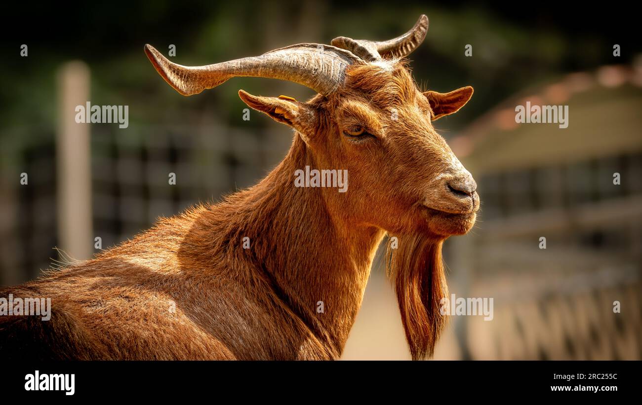 Hardy goat hi-res stock photography and images - Alamy