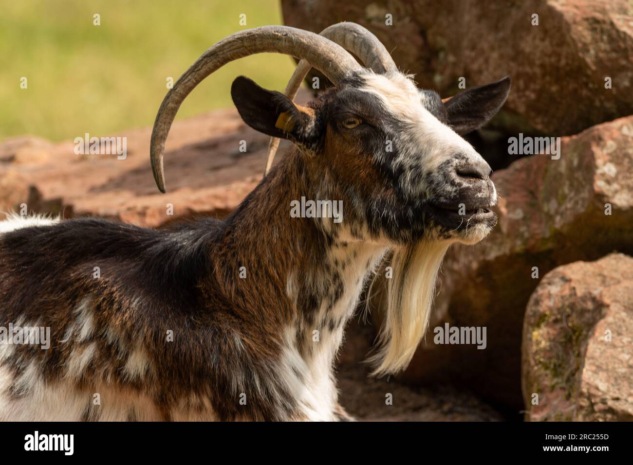 Goat with curly horns hi-res stock photography and images - Alamy