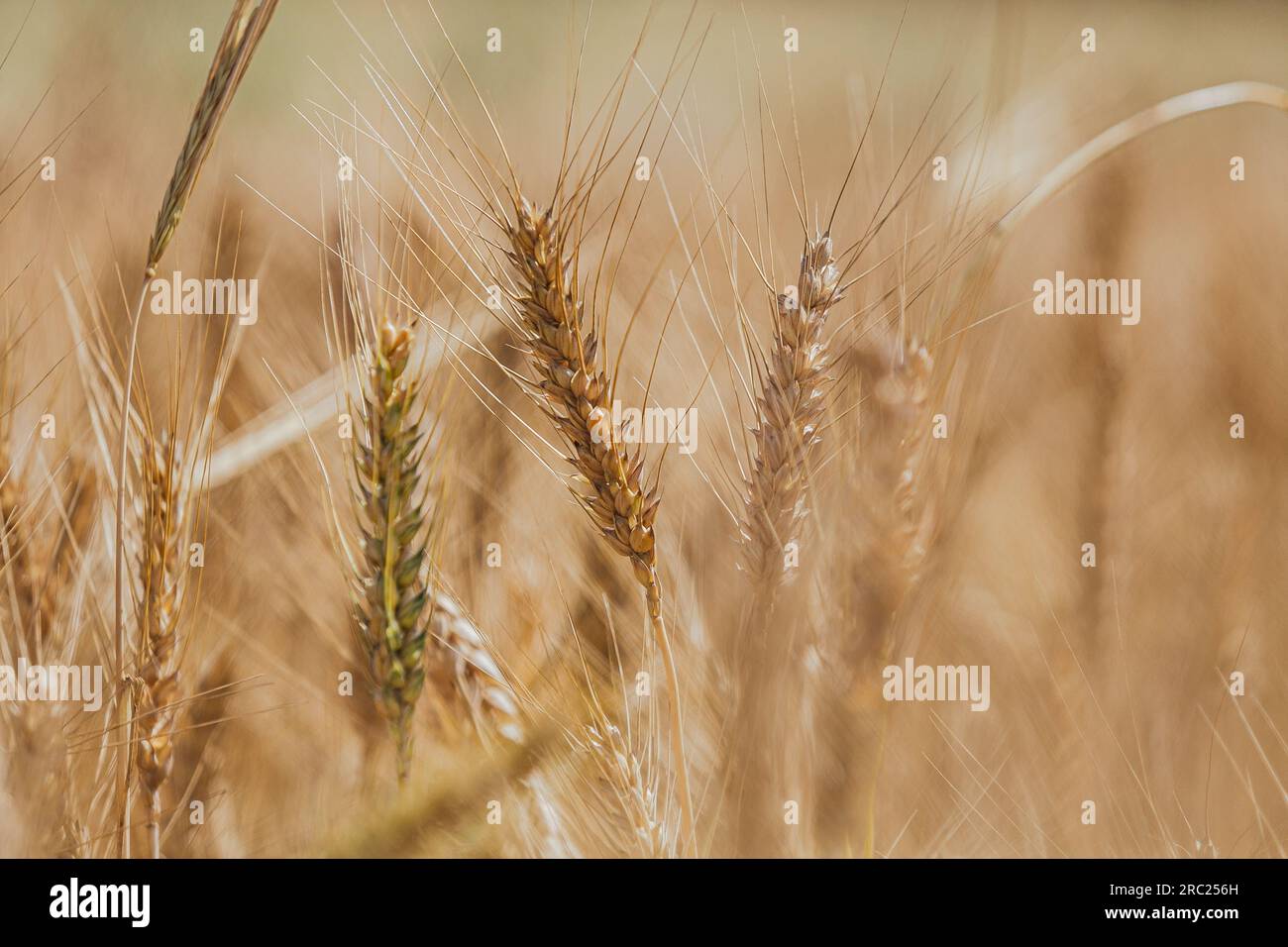 Wheat fields are a sight to behold, with their vast expanse and golden hue. As far as the eye ...