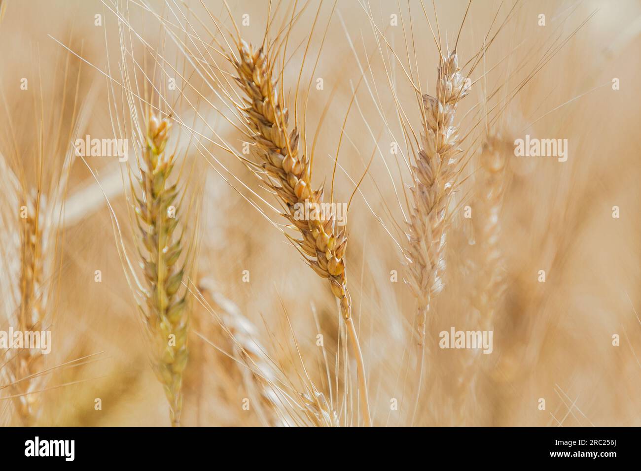Wheat fields are a sight to behold, with their vast expanse and golden ...