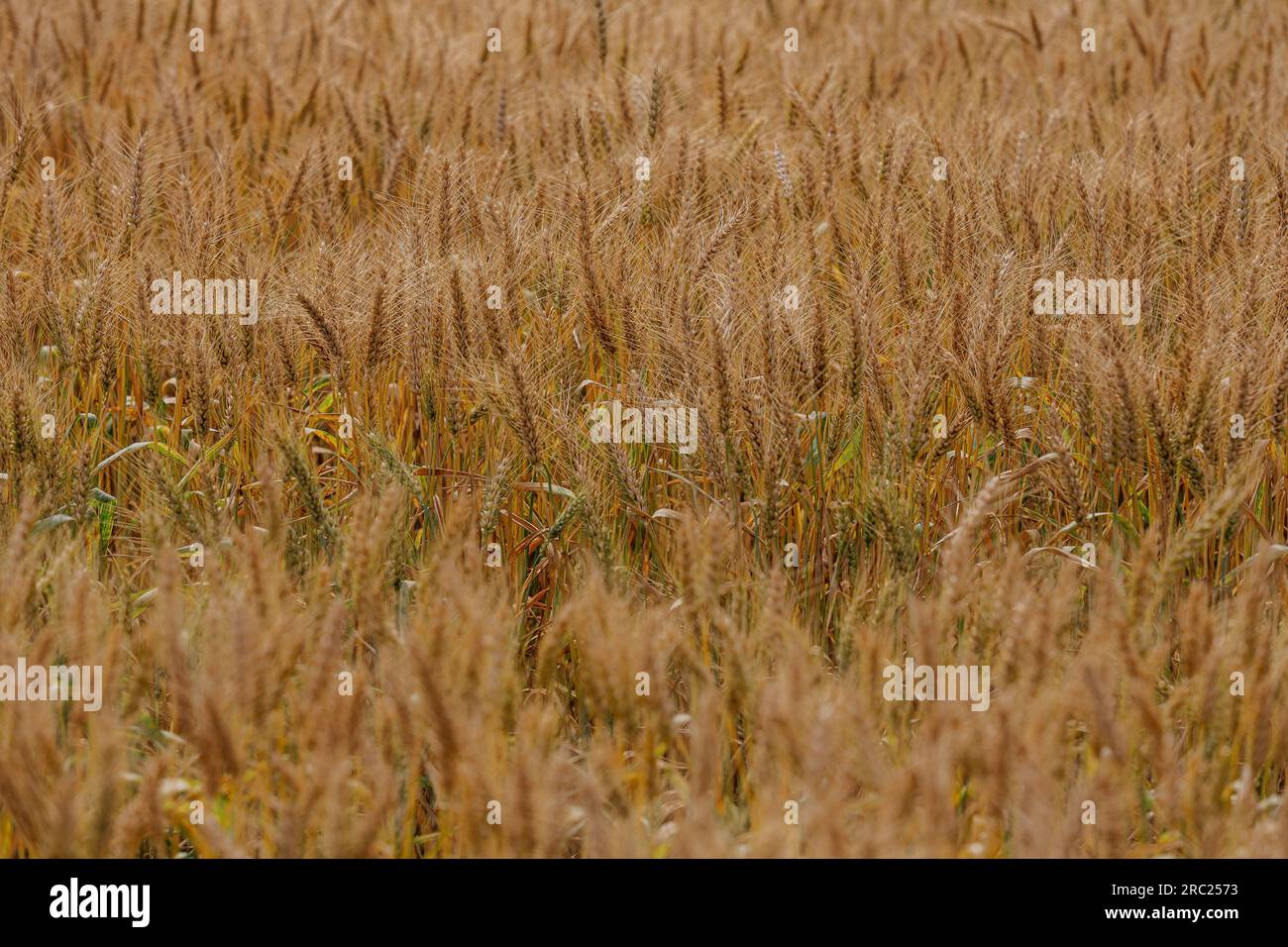Wheat fields are a sight to behold, with their vast expanse and golden hue. As far as the eye ...