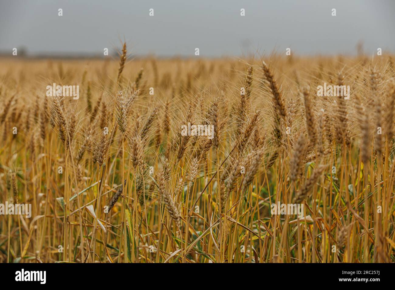 Wheat fields are a sight to behold, with their vast expanse and golden ...