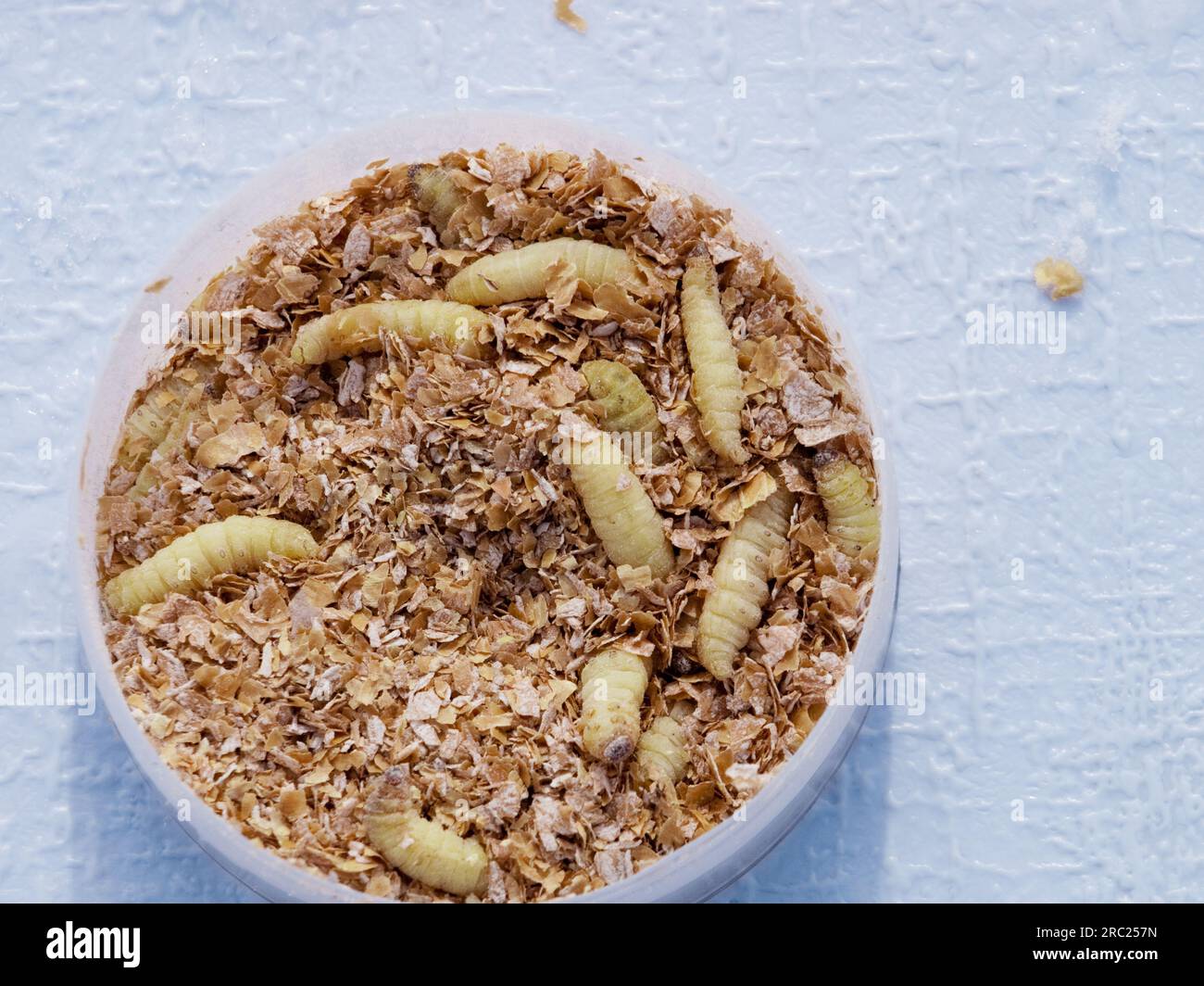 White maggots hi-res stock photography and images - Alamy