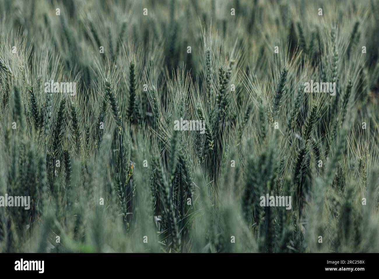 Wheat fields are a sight to behold, with their vast expanse and golden ...