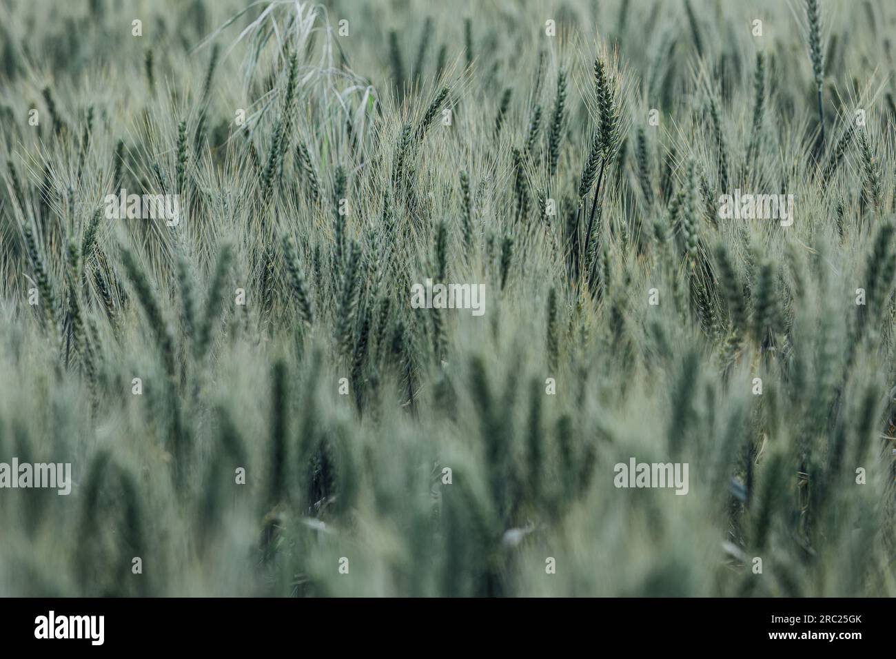 Wheat fields are a sight to behold, with their vast expanse and golden ...