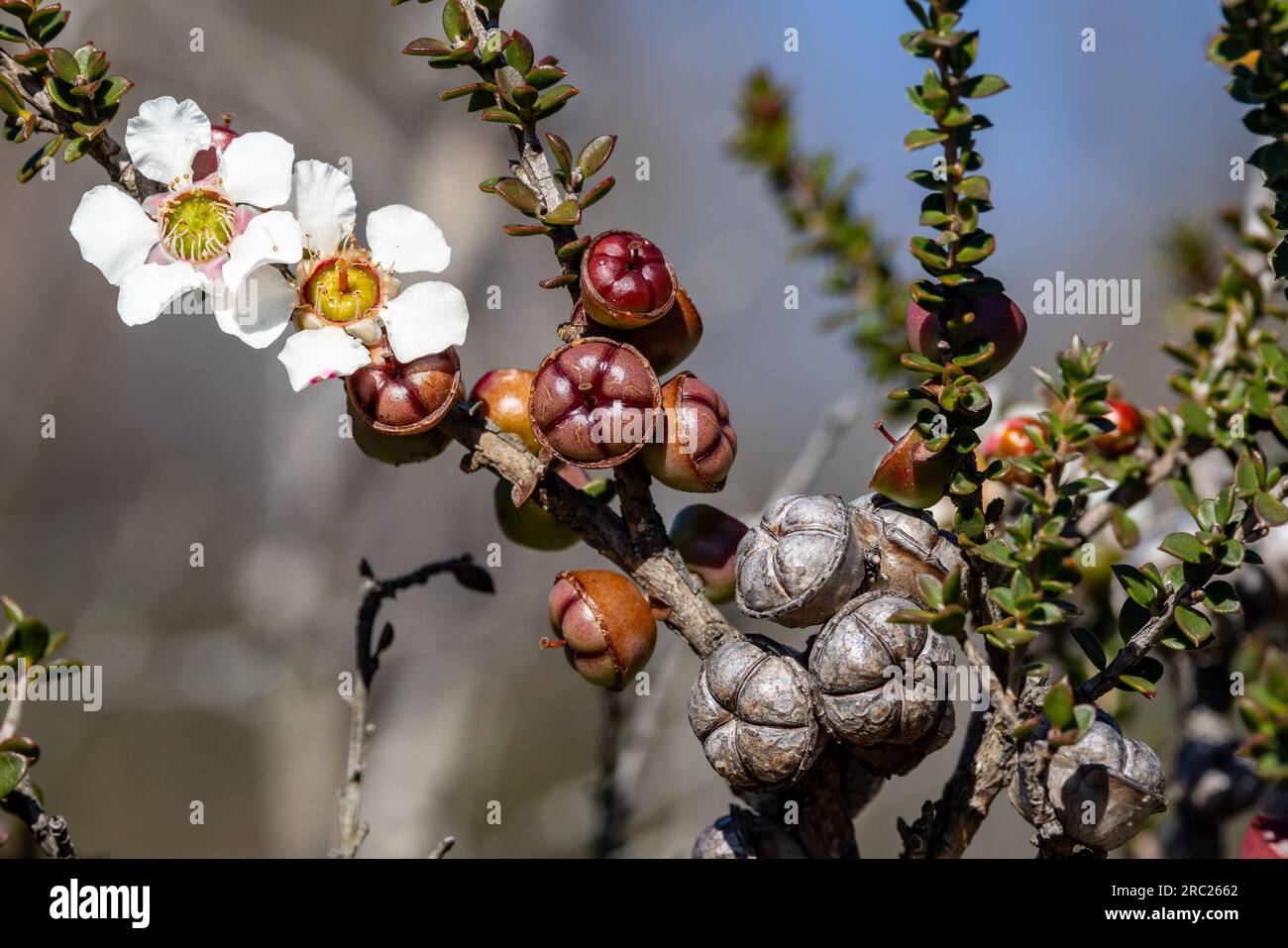 Australian native Tea Tree in flower Stock Photo - Alamy