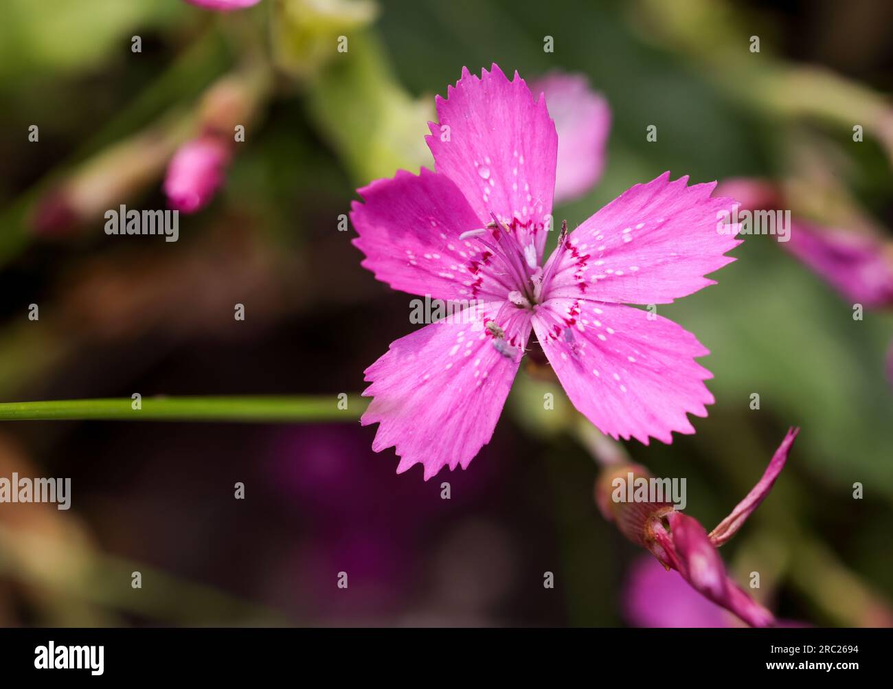 Pink family caryophyllaceae hi-res stock photography and images - Alamy